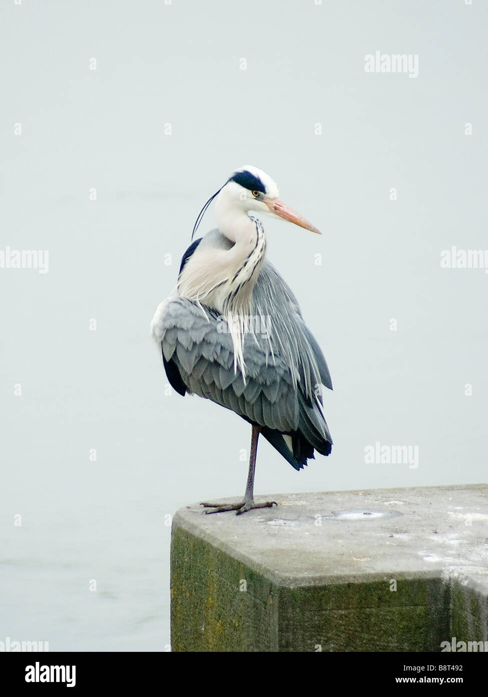 Heron with one leg hi-res stock photography and images - Alamy
