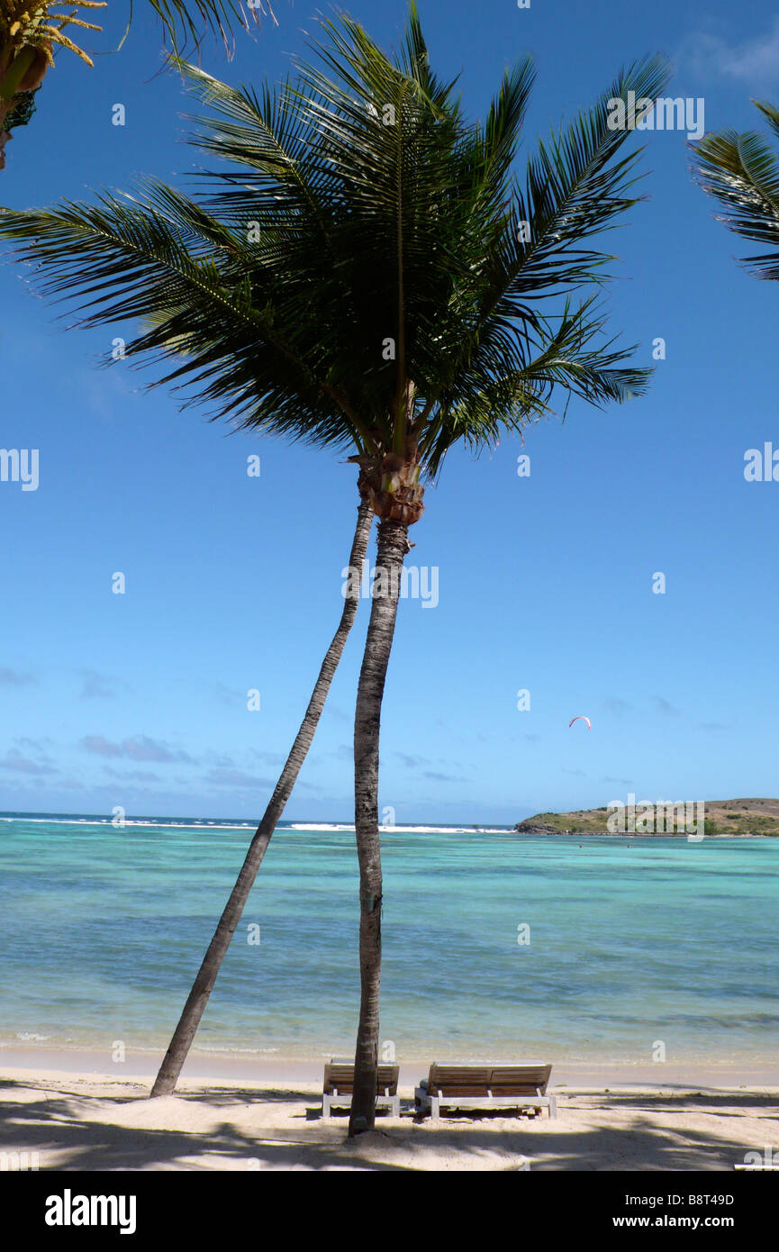 Sun beds and Palm trees on beach Stock Photo - Alamy