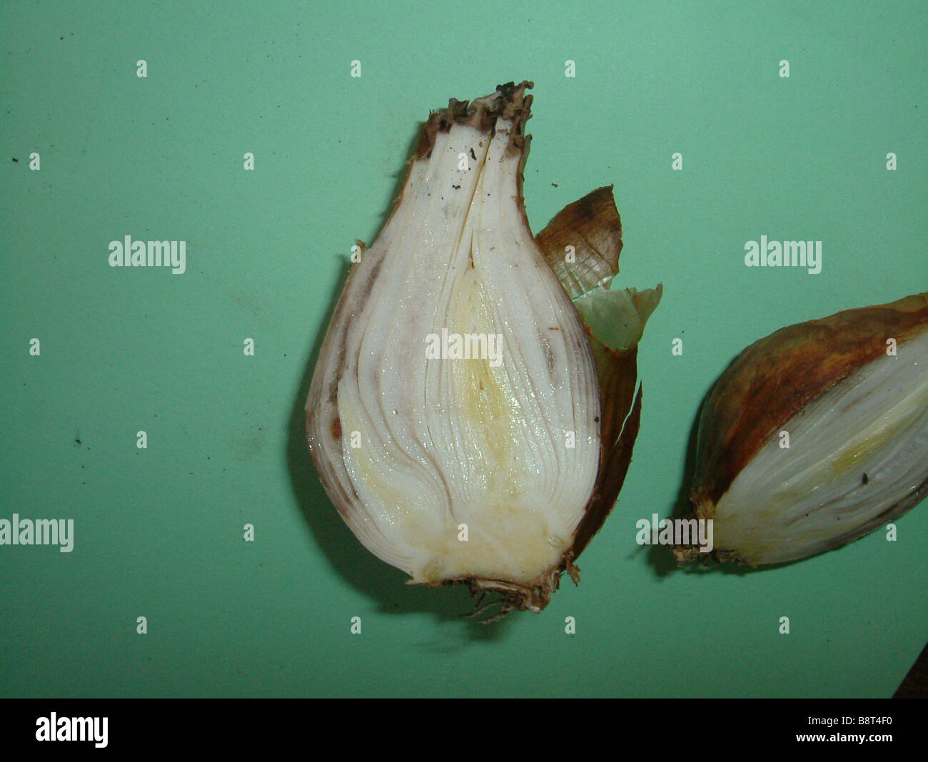 Scale leaves hi-res stock photography and images - Alamy