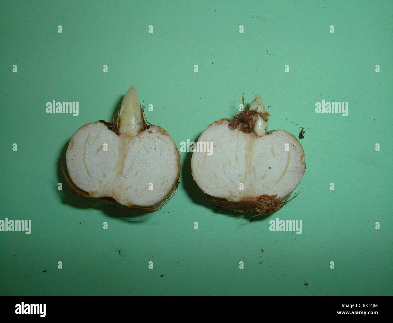 Crossection of a crocus corm Stock Photo - Alamy