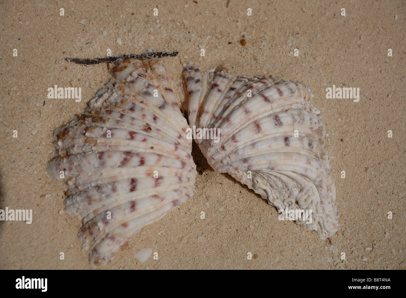 Clam shell in sand Pulau Maiga Semporna Sabah Malaysia Borneo South ...