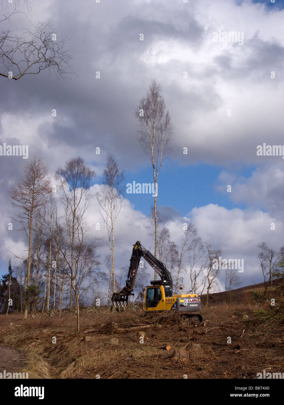 Mechanical excavator grubbing out roots after clearing conifer trees ...