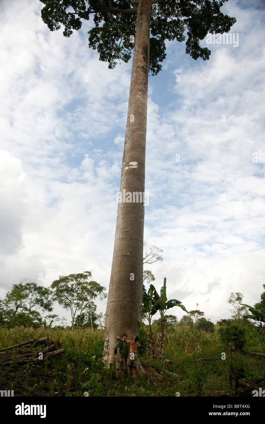 Sacred ceiba tree in a jungle clearing in Darien Panama Stock Photo - Alamy