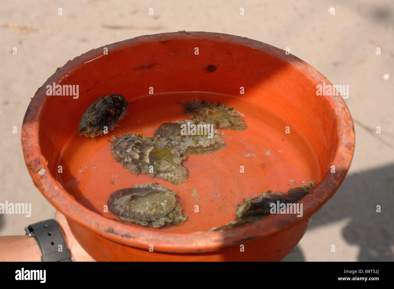 Live abalone in orange bowl Pulau Sibuan Semporna Sabah Malaysia Borneo ...