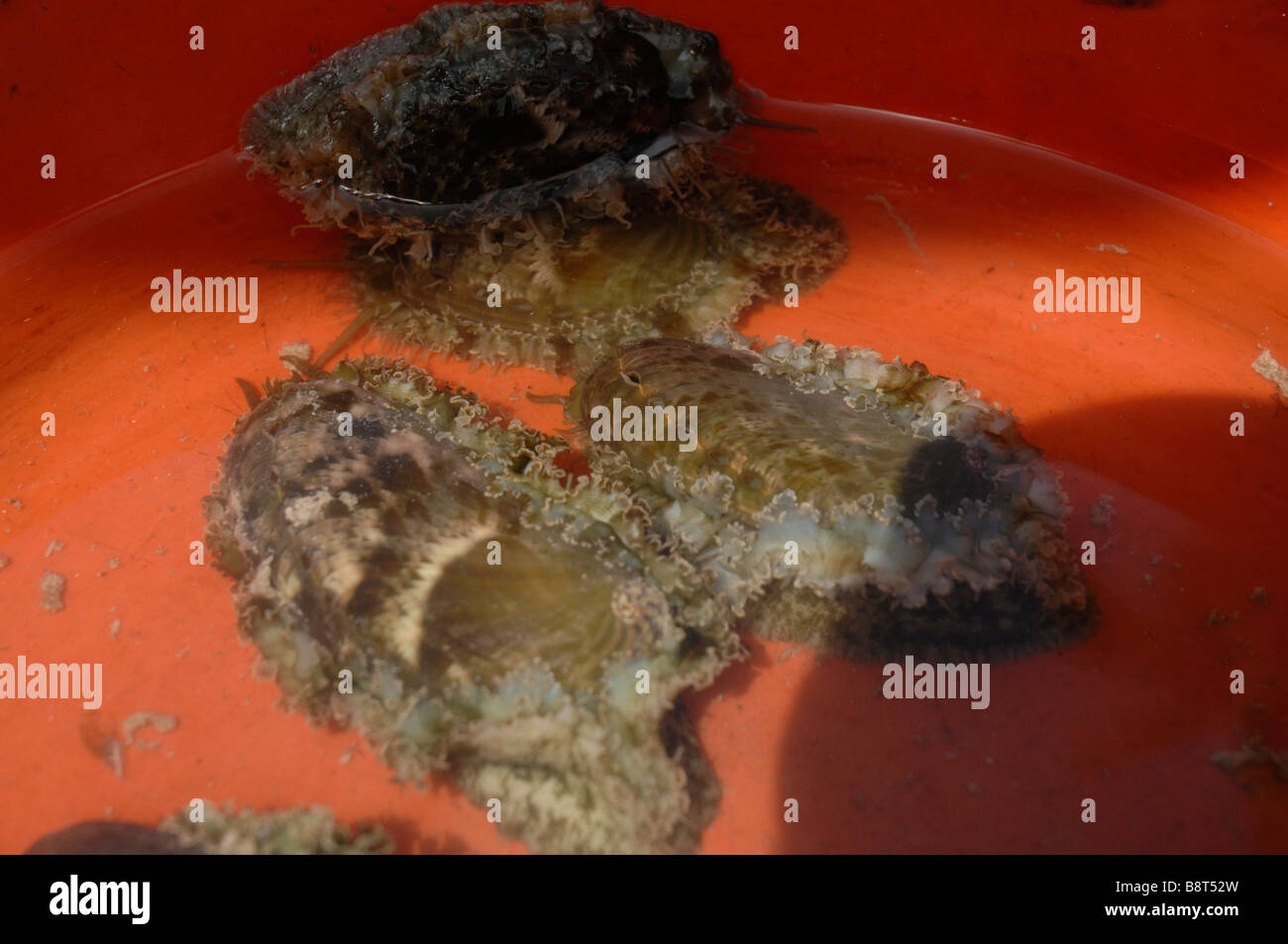 Live abalone hi-res stock photography and images - Alamy
