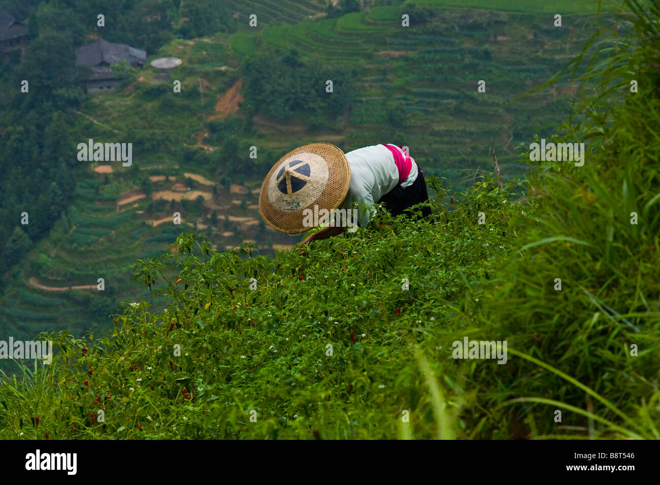 Hard work in the steep rice terraces of Longsheng, Guangxi province ...