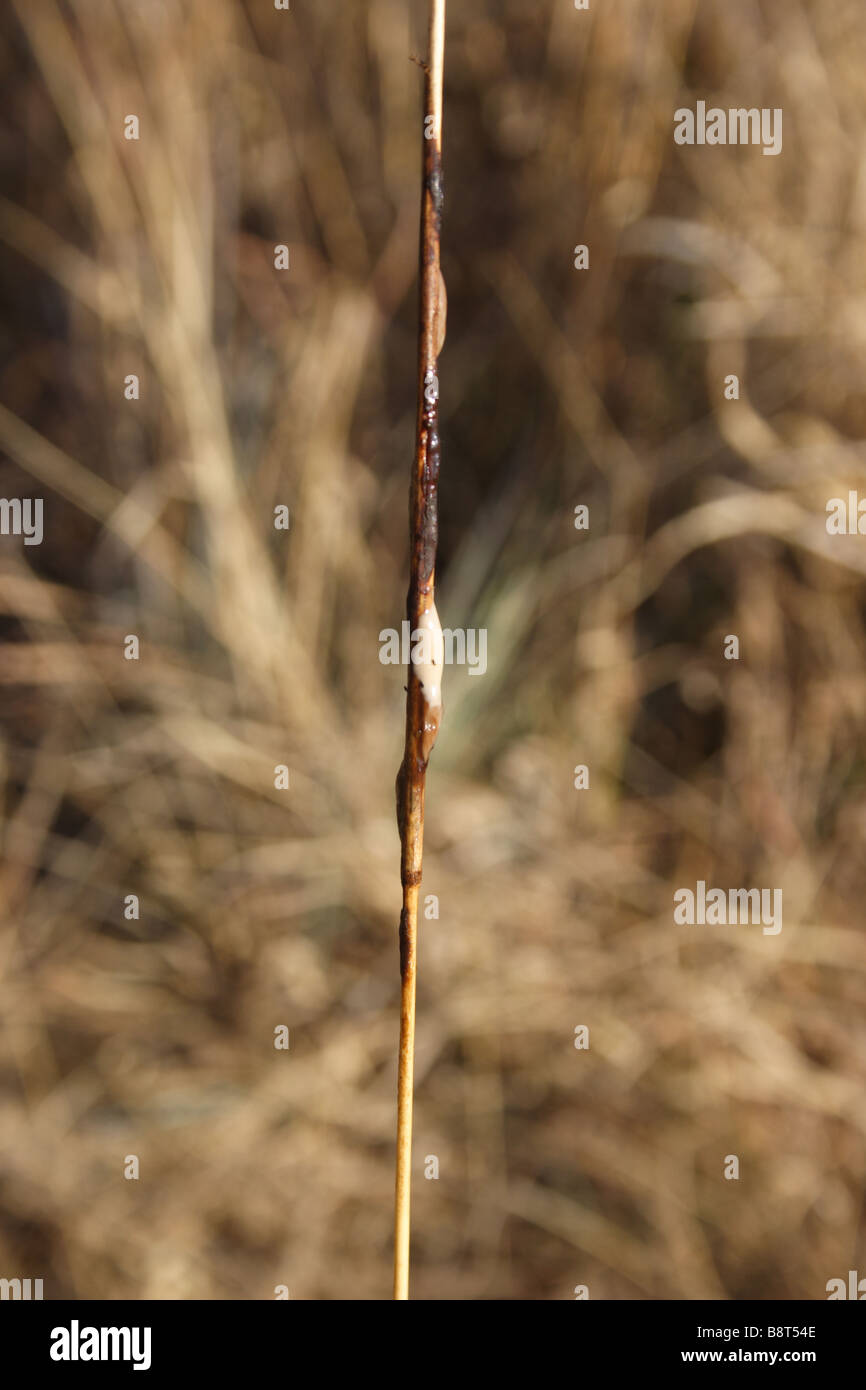 Spotted hyena marking pasting on grass hi-res stock photography and ...