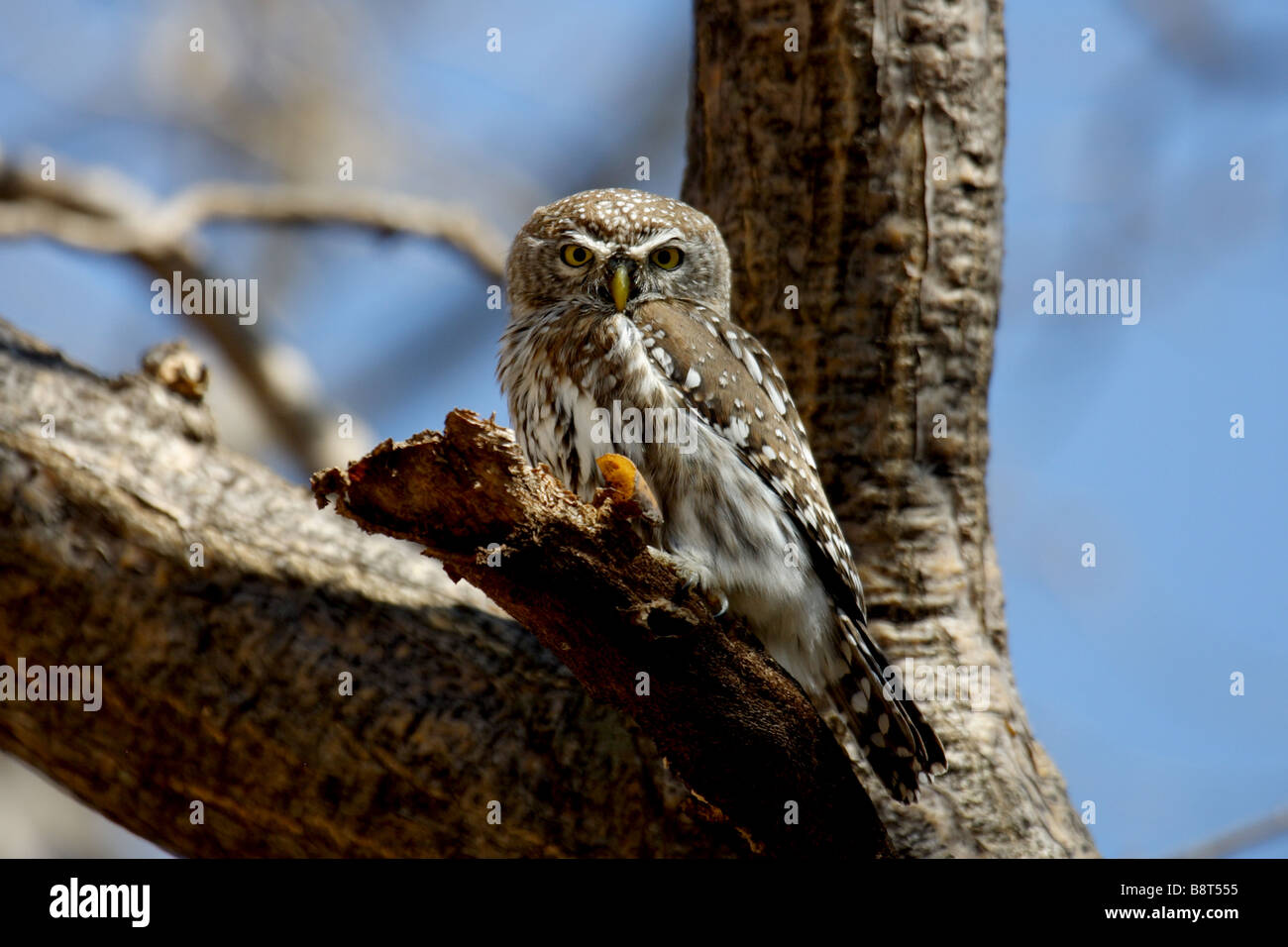 Pearl spotted owl hi-res stock photography and images - Alamy