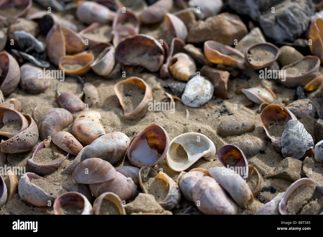 Assorted beach shells hi-res stock photography and images - Alamy