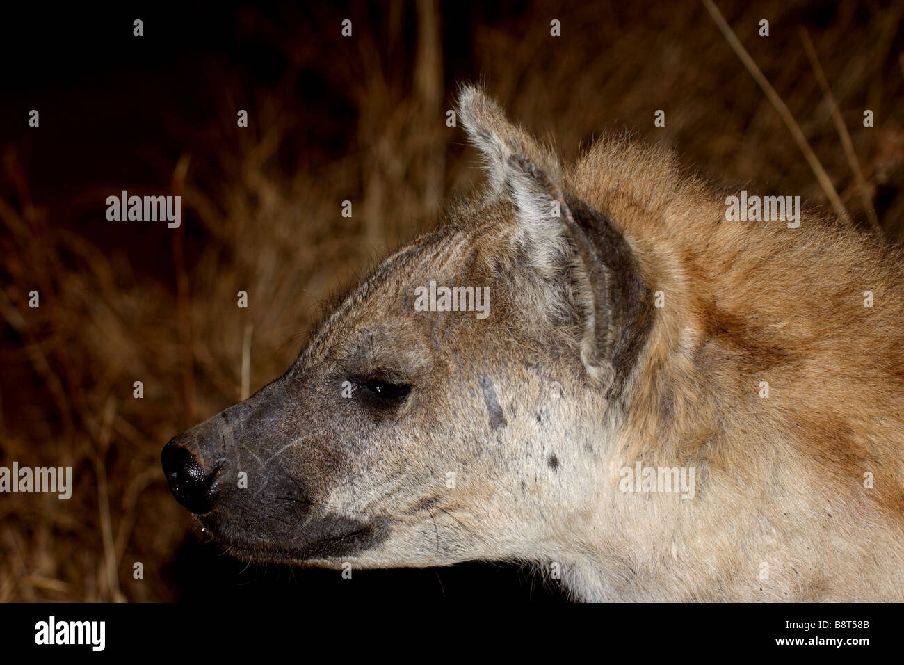 Spotted hyena side profile (wild Stock Photo - Alamy