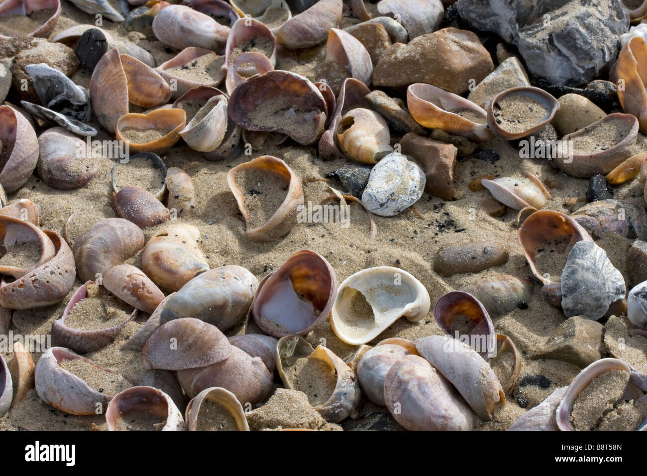 Closeup of shells on Bournemouth beach Stock Photo - Alamy