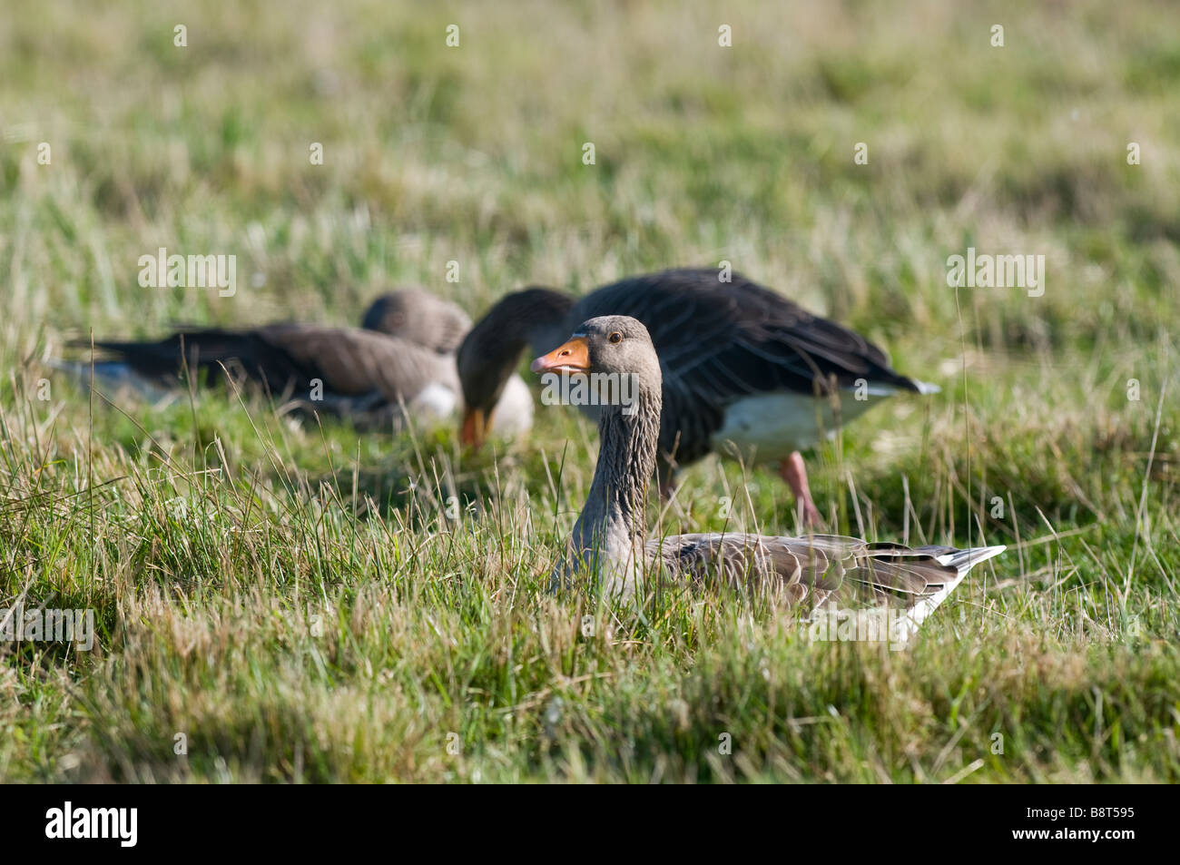Greylag geese anser portrait hi-res stock photography and images - Alamy