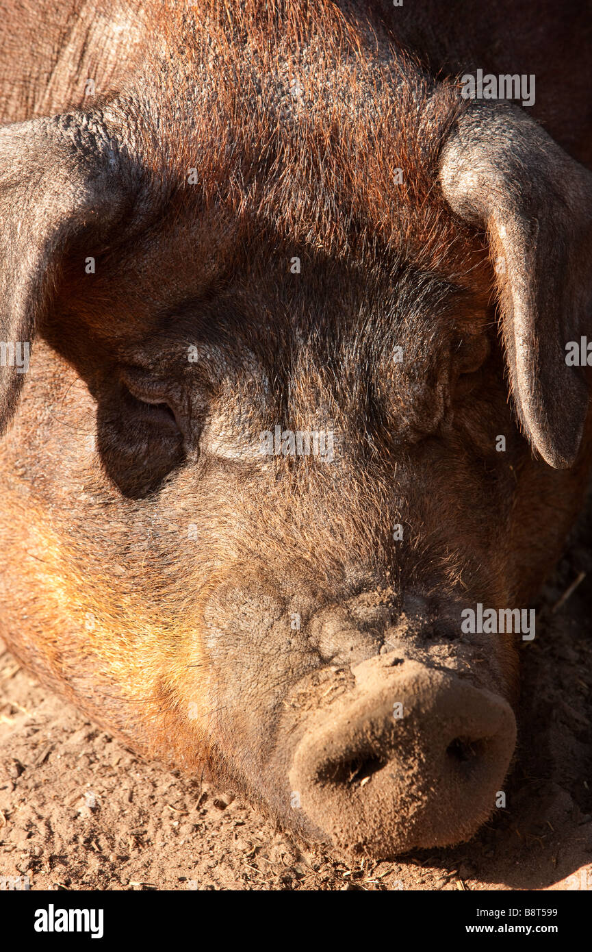 Pig face hi-res stock photography and images - Alamy