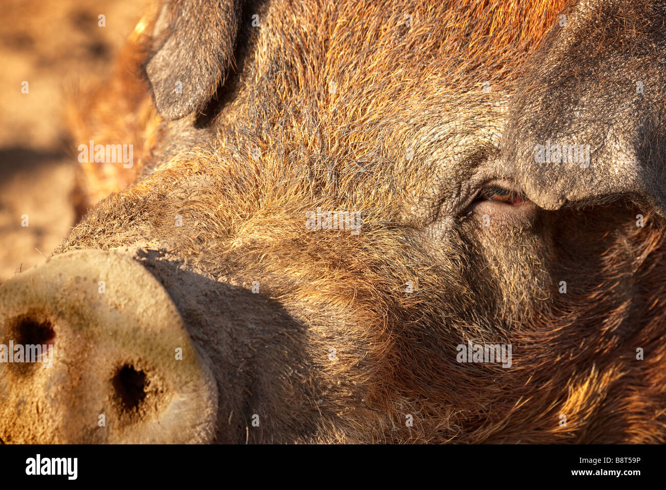 Pig face close up hi-res stock photography and images - Alamy