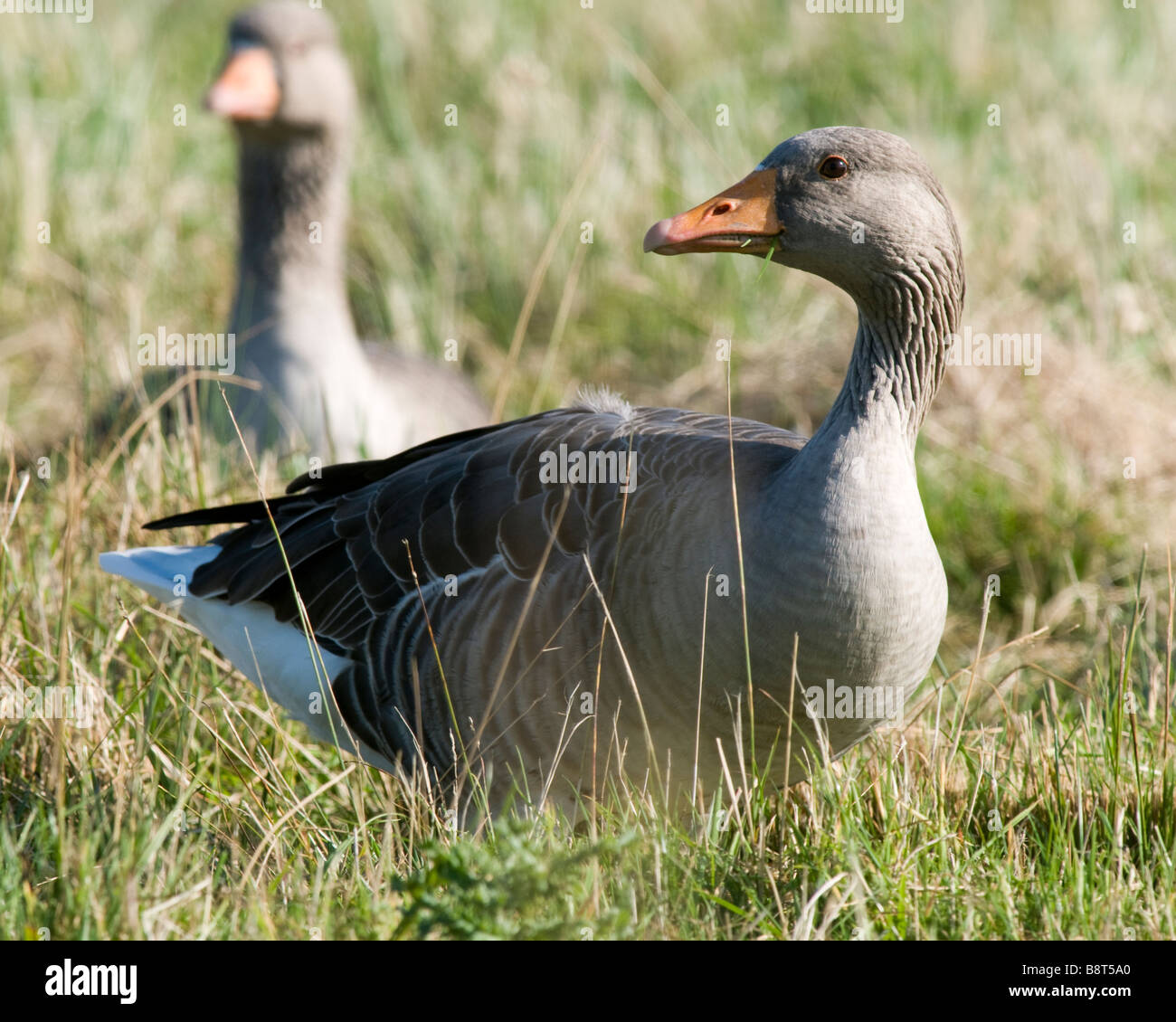 Greylag geese anser portrait hi-res stock photography and images - Alamy