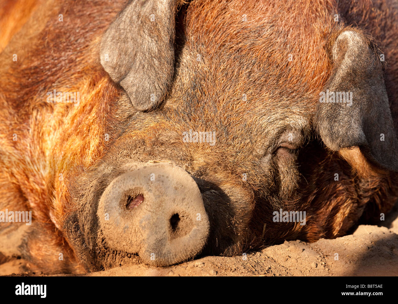 Pig in the sun hi-res stock photography and images - Alamy