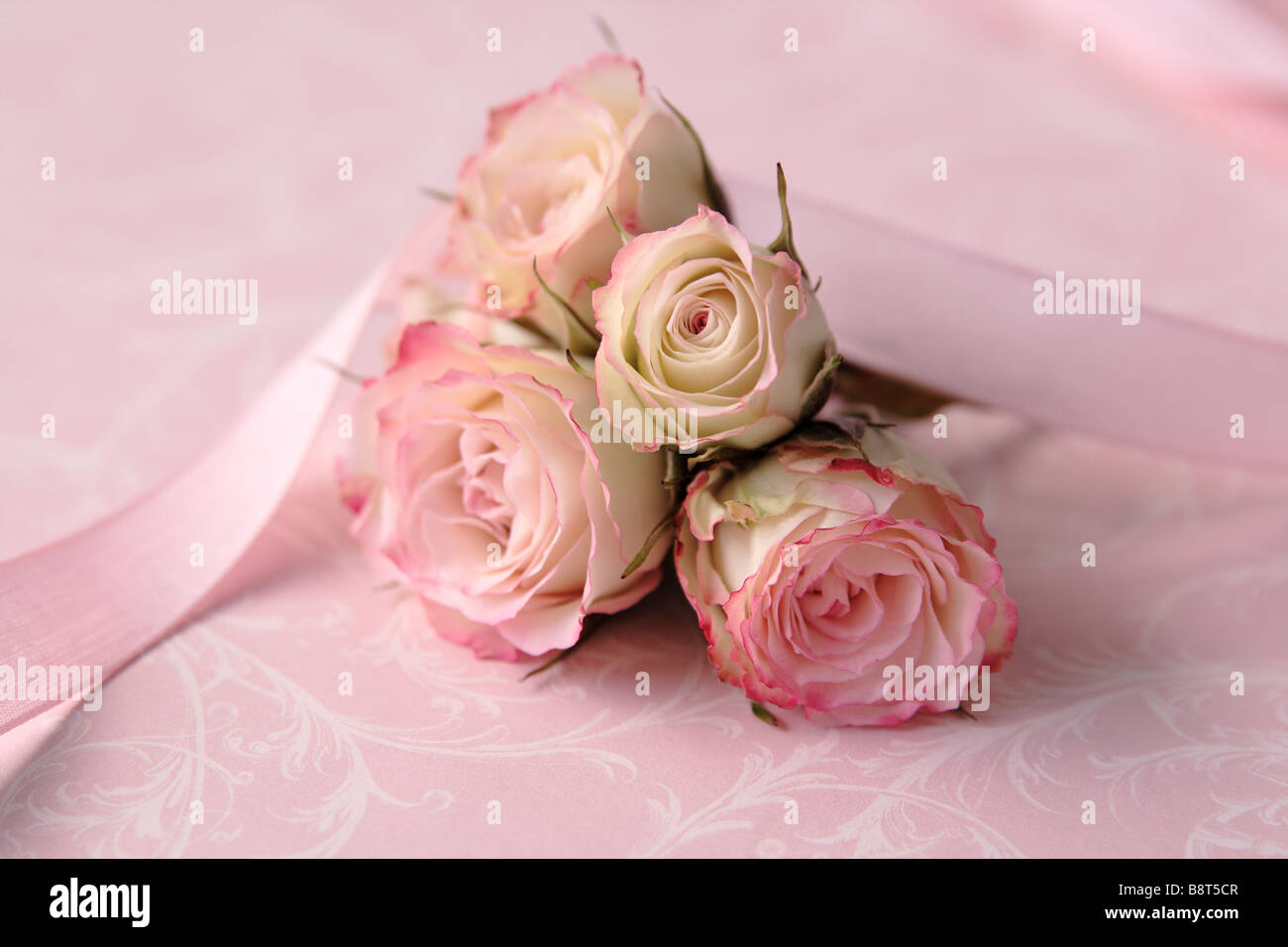 pale pink roses on a pink background Stock Photo - Alamy