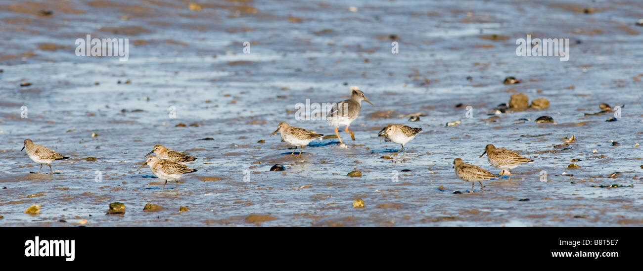 Flock of Dunlin feeding on mudflats Stock Photo - Alamy