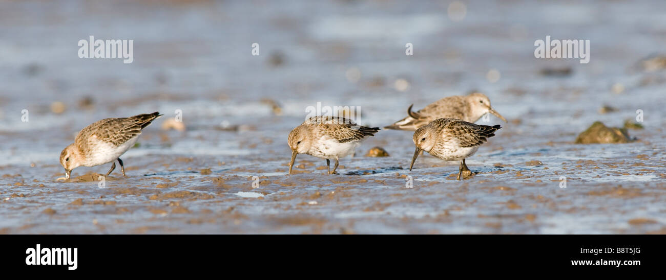 Feeding wave hi-res stock photography and images - Alamy