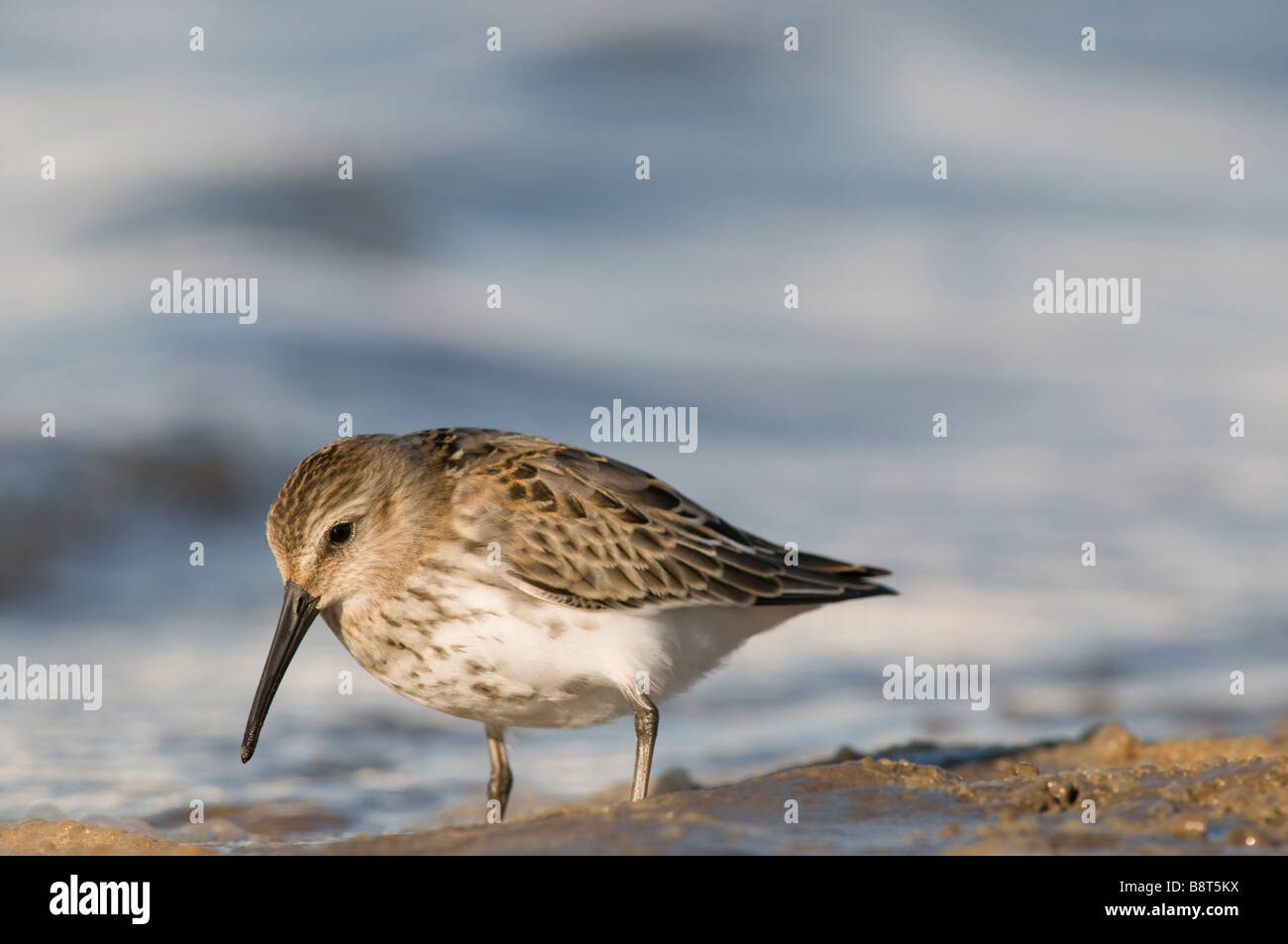 Dunlin feeding in estuary Stock Photo - Alamy