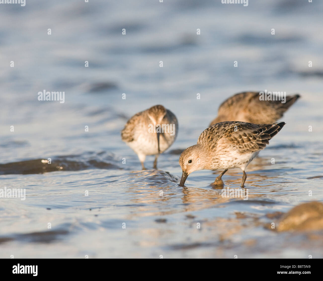 Dunlin feeding in estuary Stock Photo - Alamy