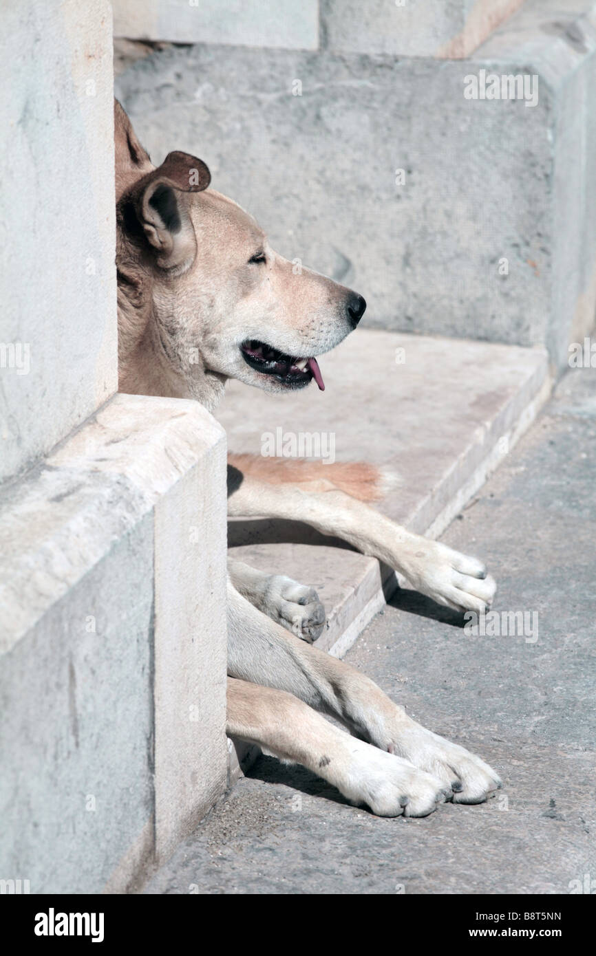 Stray dog and italy hi-res stock photography and images - Alamy