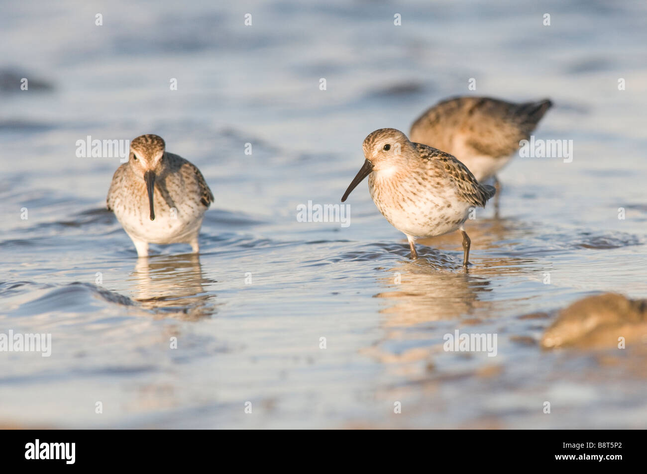 Dunlin feeding in estuary Stock Photo - Alamy