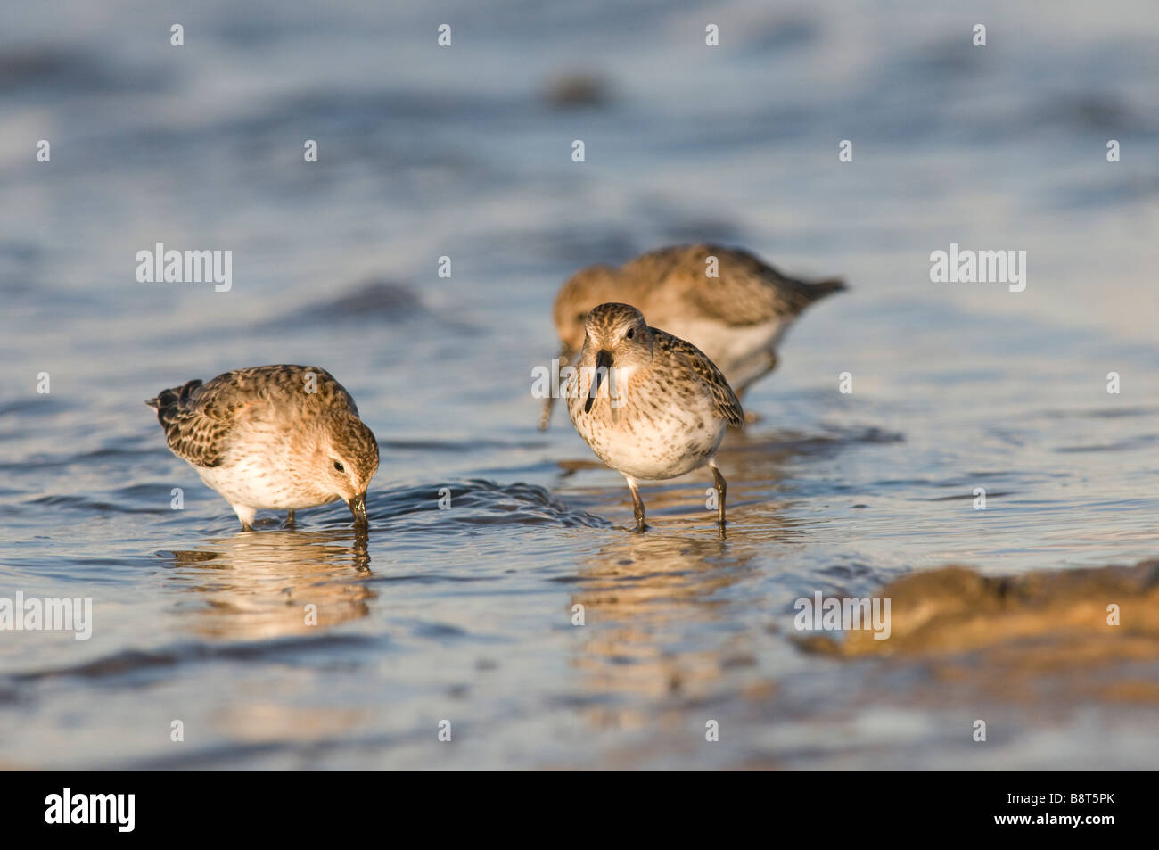 Dunlin feeding in estuary Stock Photo - Alamy