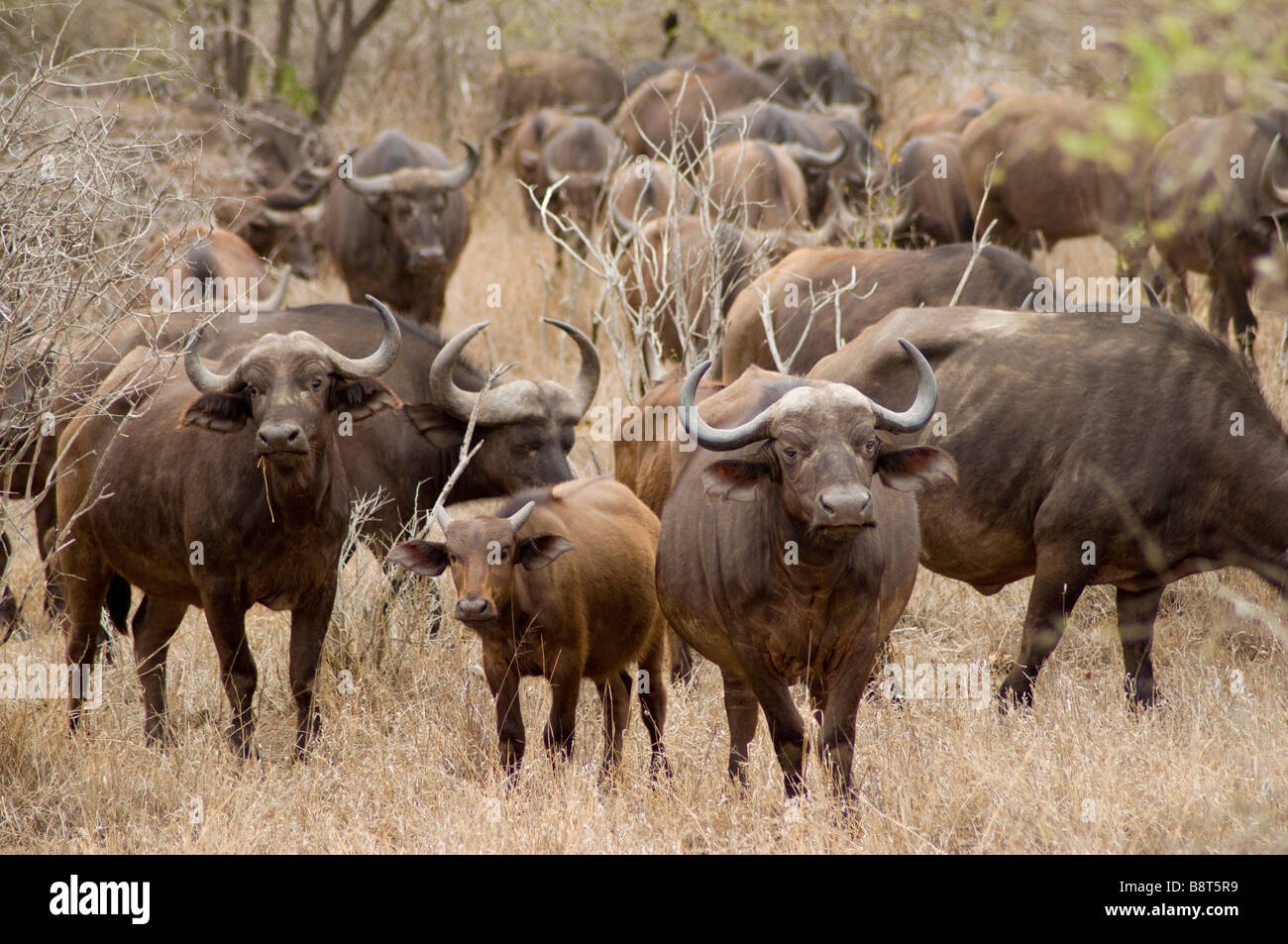 African buffalo herd in hi-res stock photography and images - Alamy