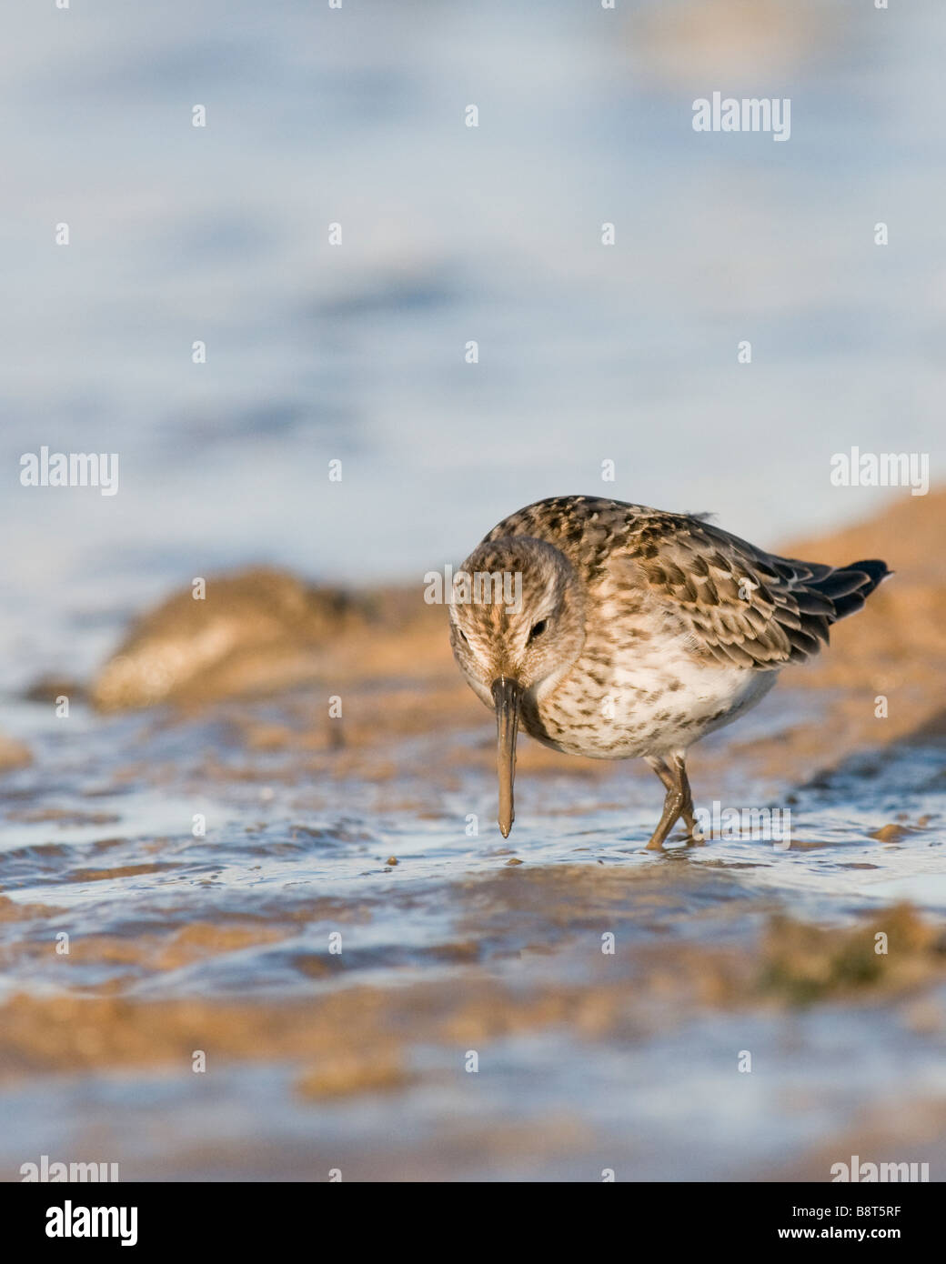 Dunlin feeding in Estuary Stock Photo - Alamy