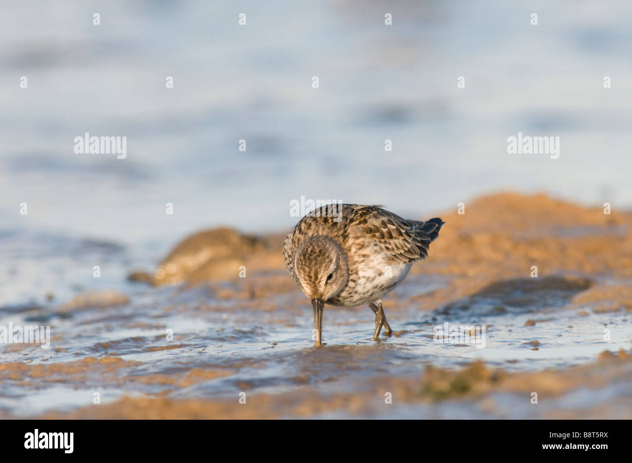 Dunlin wading hi-res stock photography and images - Alamy