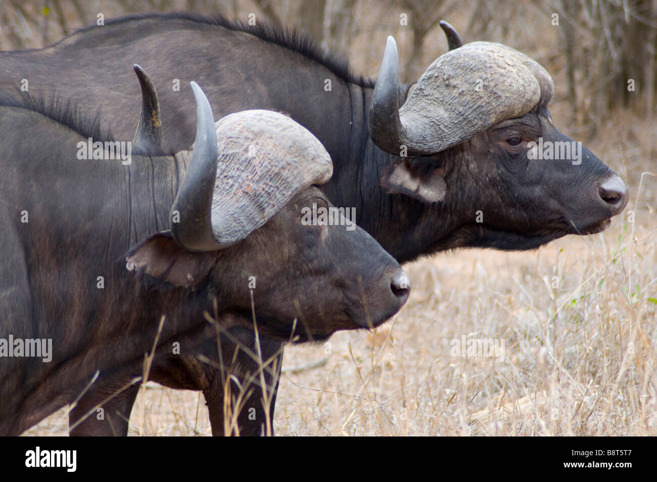 African grazer hi-res stock photography and images - Alamy