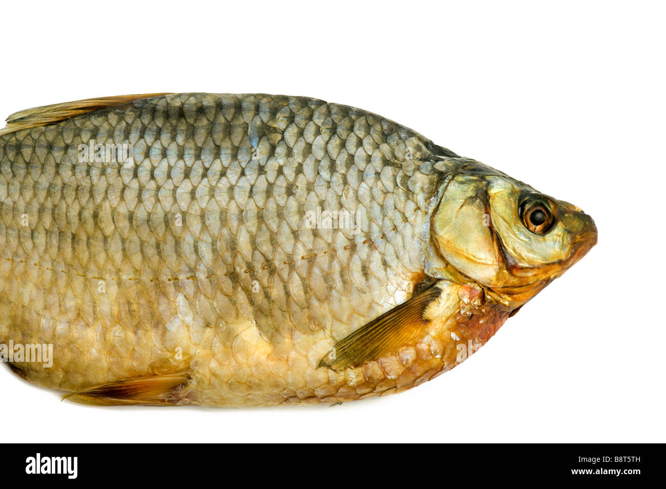 One dried fish smelt on white background Stock Photo - Alamy