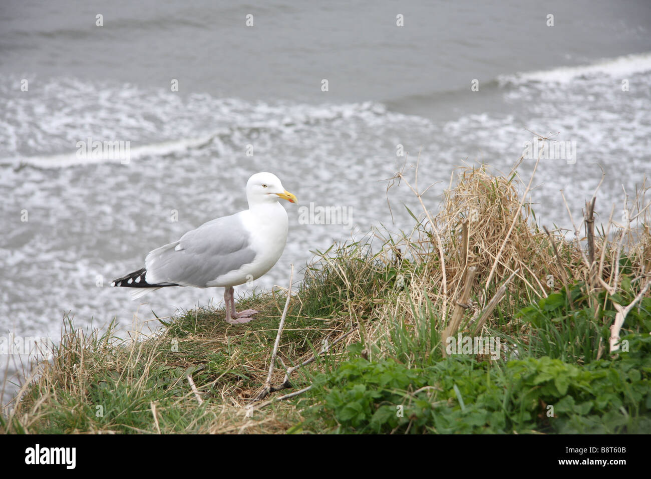 A seagull on a cliff edge on the north east coast of England Stock ...