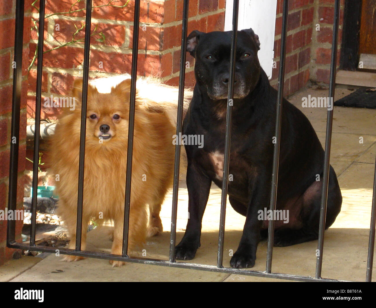 A pair of dogs at a local house in Neasden, London, England, Uk Stock ...