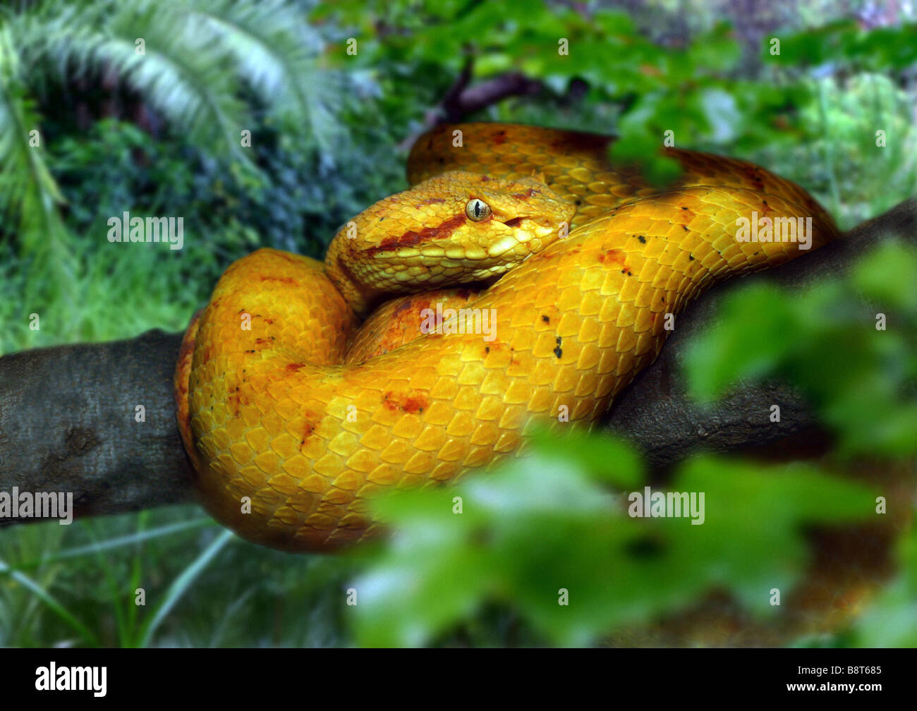 American snakes hi-res stock photography and images - Alamy