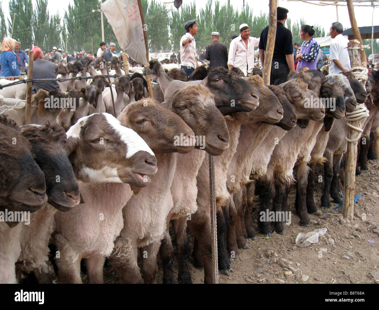 Sheep awaiting sale at the Kashgar Sunday Market, Kashgar, China Stock ...