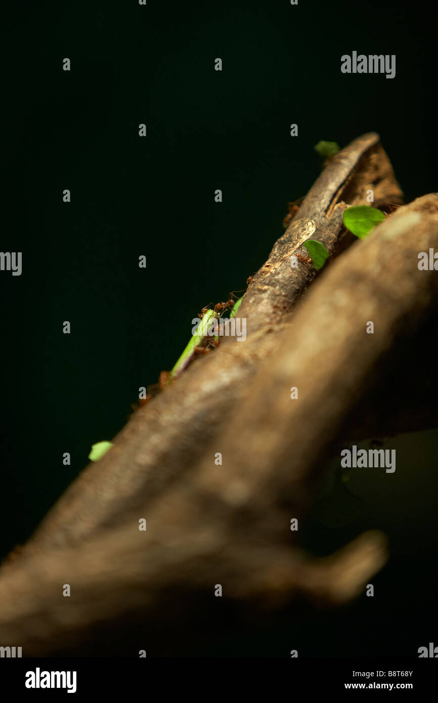 Ants moving leafs on a tree branch Stock Photo - Alamy