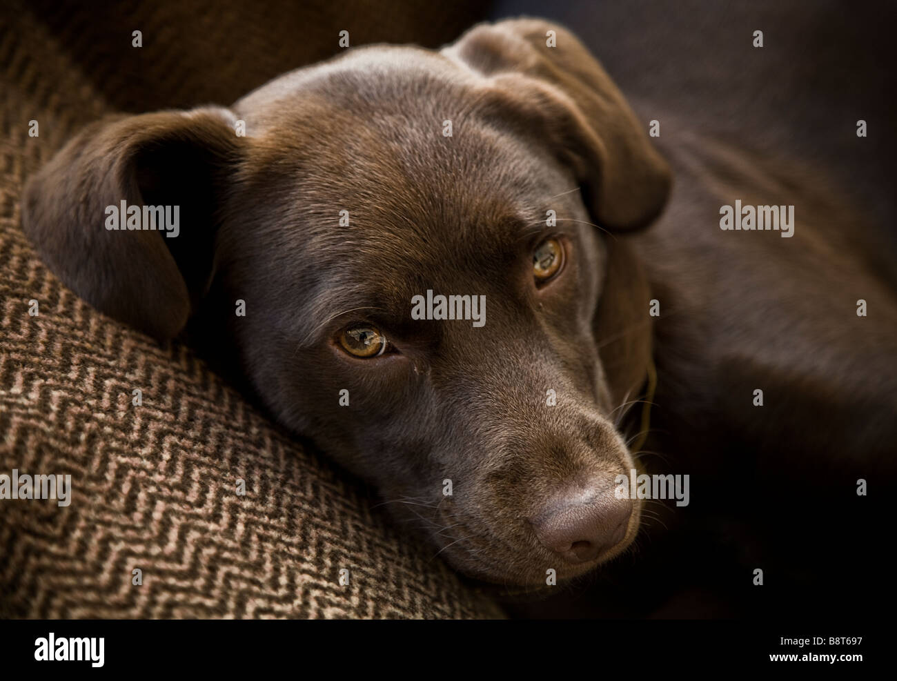Springador dog hi-res stock photography and images - Alamy