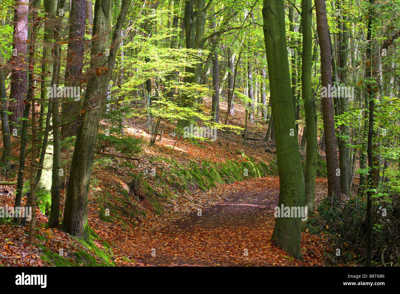 common beech (Fagus sylvatica), forest path through beech forest ...