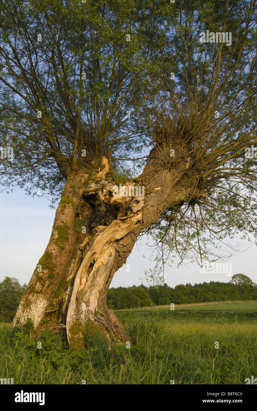 common osier (Salix viminalis), old tree with fresh green foliage in ...