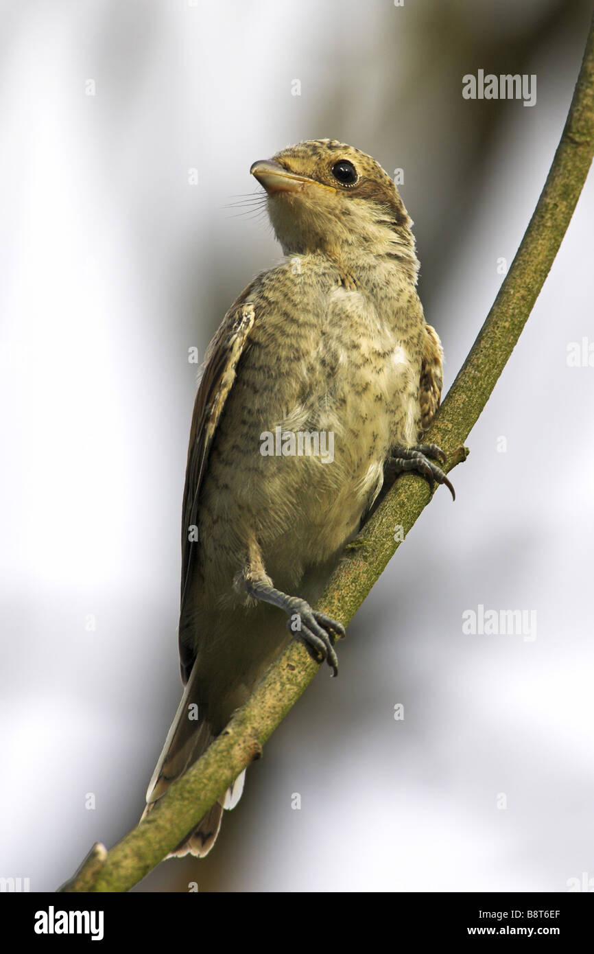 Red-backed shrike x Wood-chat shrike (Lanius senator x Lanius collurio ...