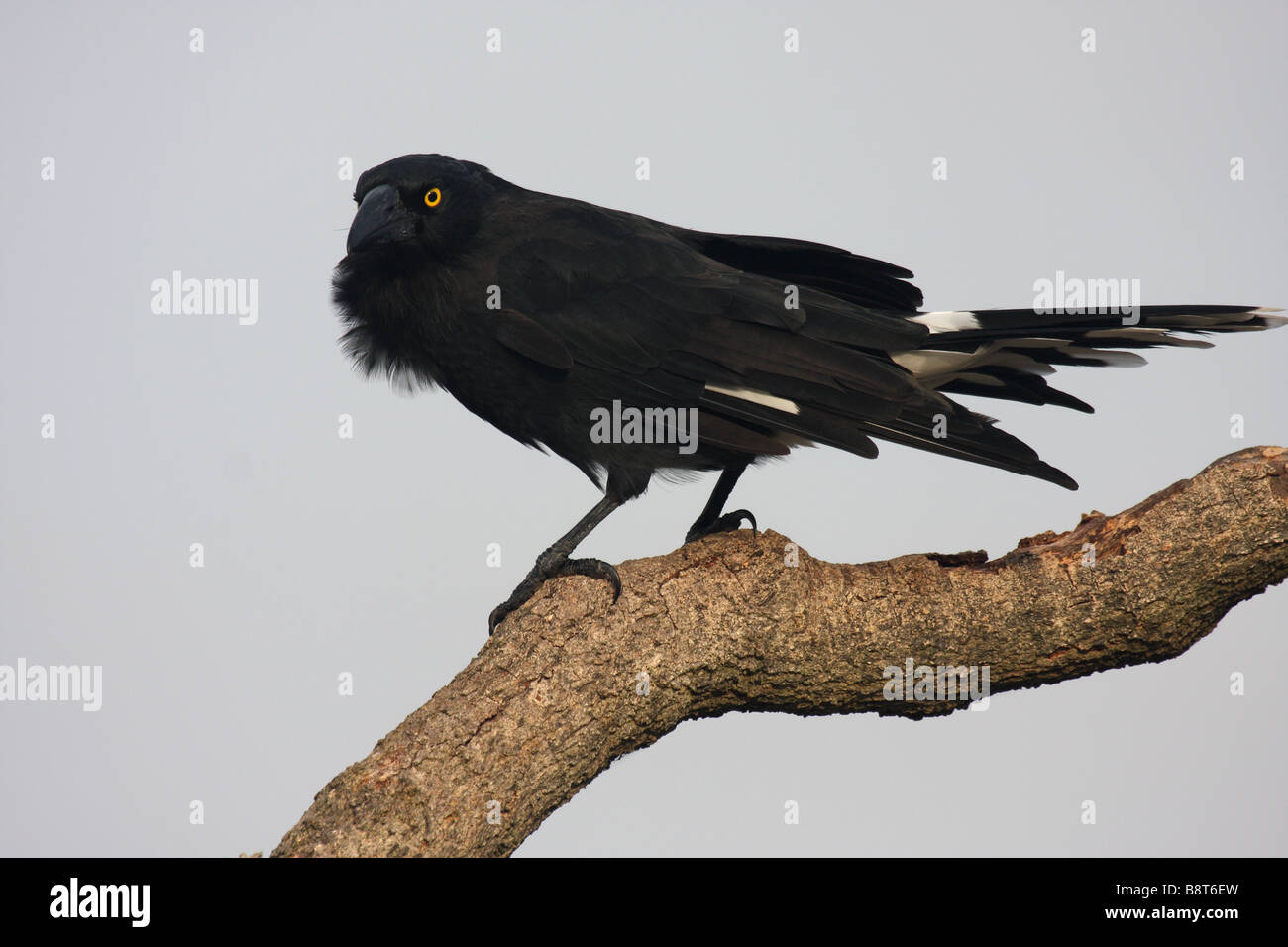 Australian bell bird hi-res stock photography and images - Alamy