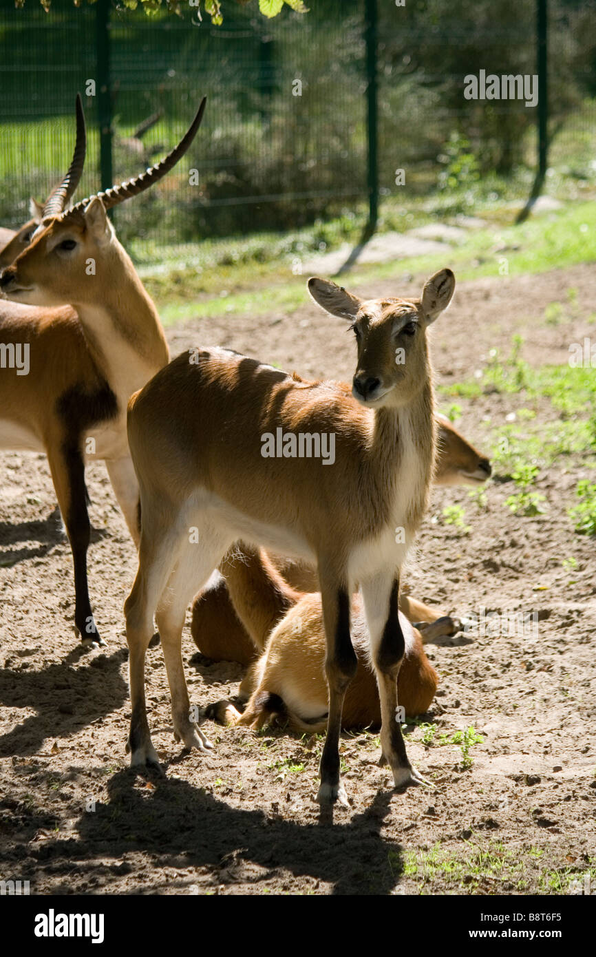 Young Leachwe Waterbuck Stock Photo - Alamy