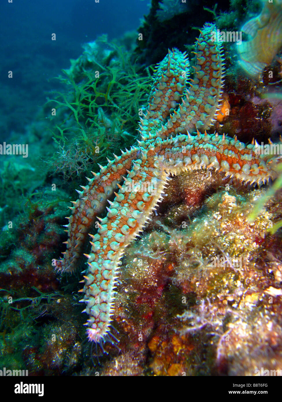 spiny starfish (Marthasterias glacialis), creeping, Croatia, Dalmatien ...