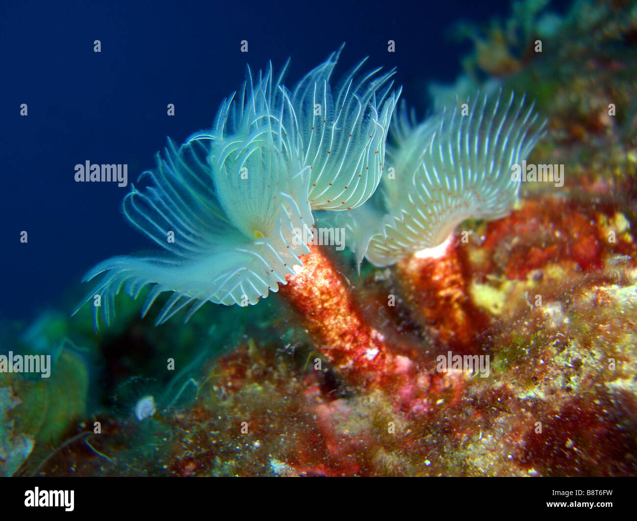 red tubeworm (Serpula vermicularis), at seabed, Croatia, Dalmatien ...