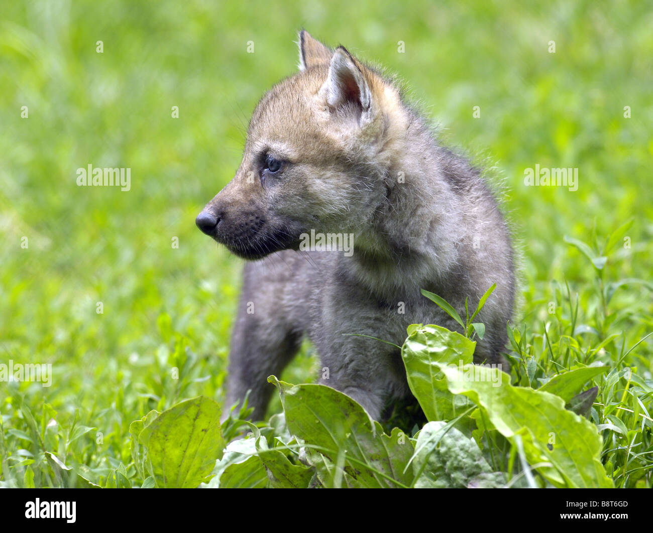European gray wolf (Canis lupus lupus), wolf cub on meadow Stock Photo ...