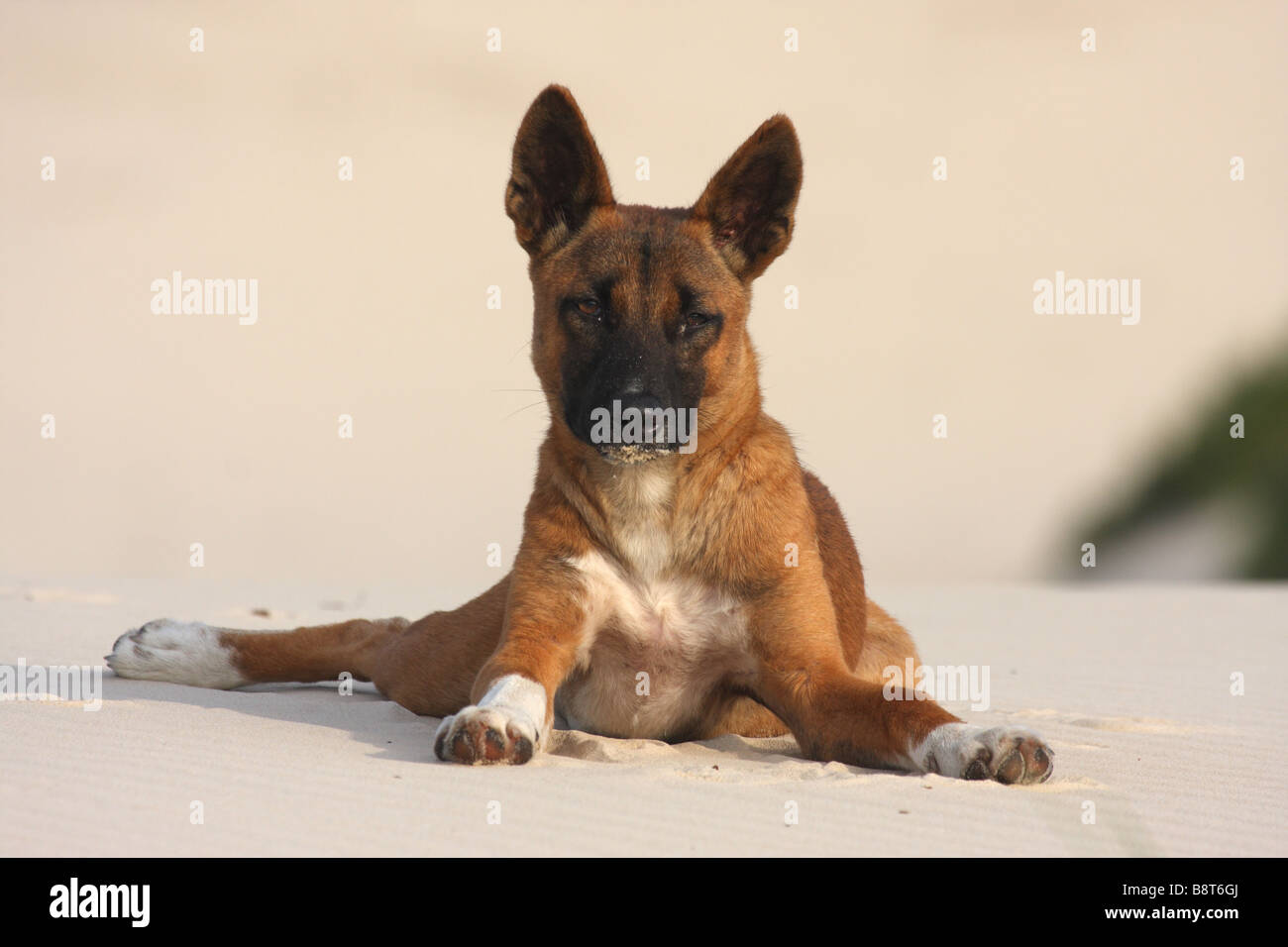 single adult dingo laying on a sand dune Stock Photo - Alamy