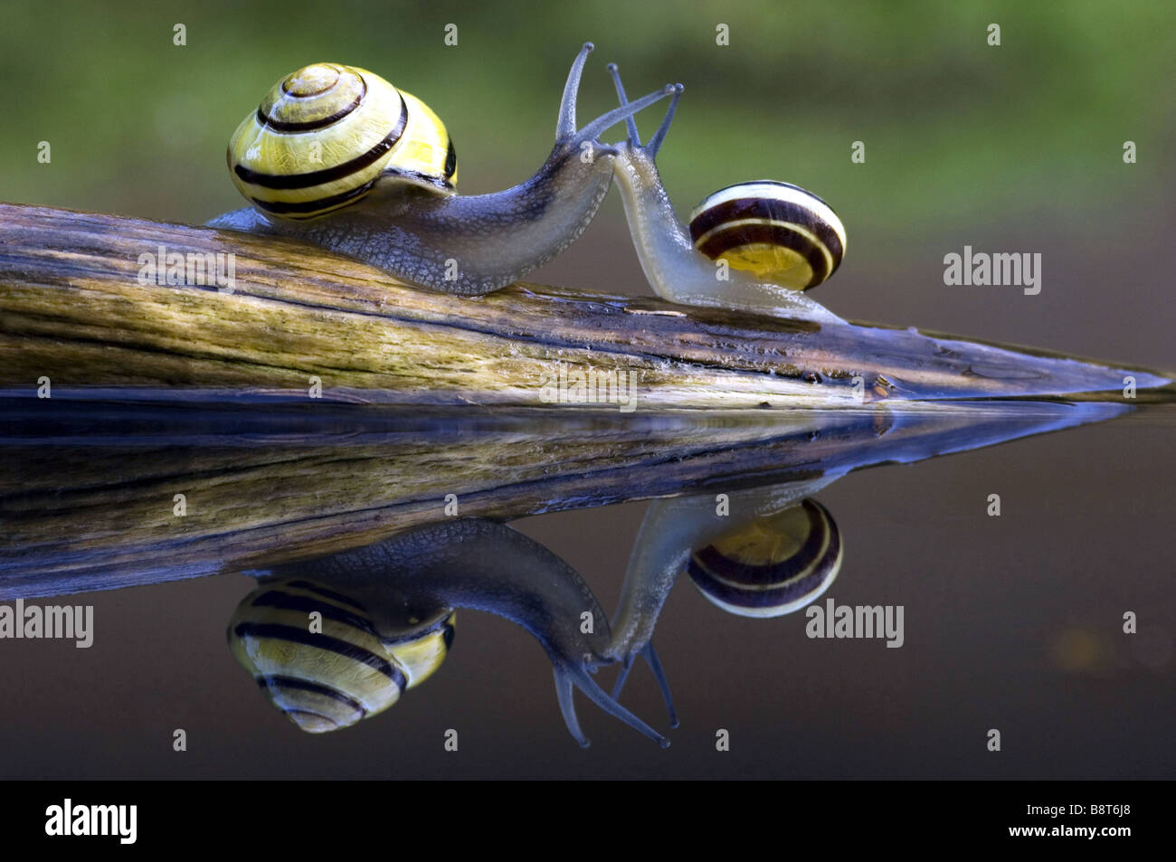 brown-lipped snail, grove snail, grovesnail, English garden snail ...