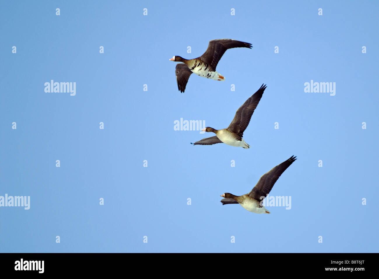 Bean Goose, Taiga Bean Goose & white-fronted goose (Anser fabalis ...